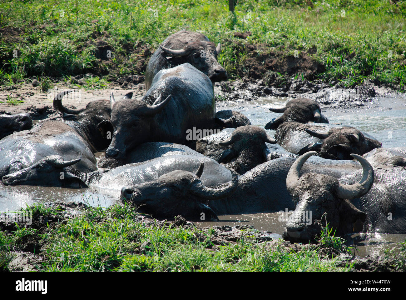 Water buffalo wallow in a pool of mud at a buffalo reserve in Hungary ...