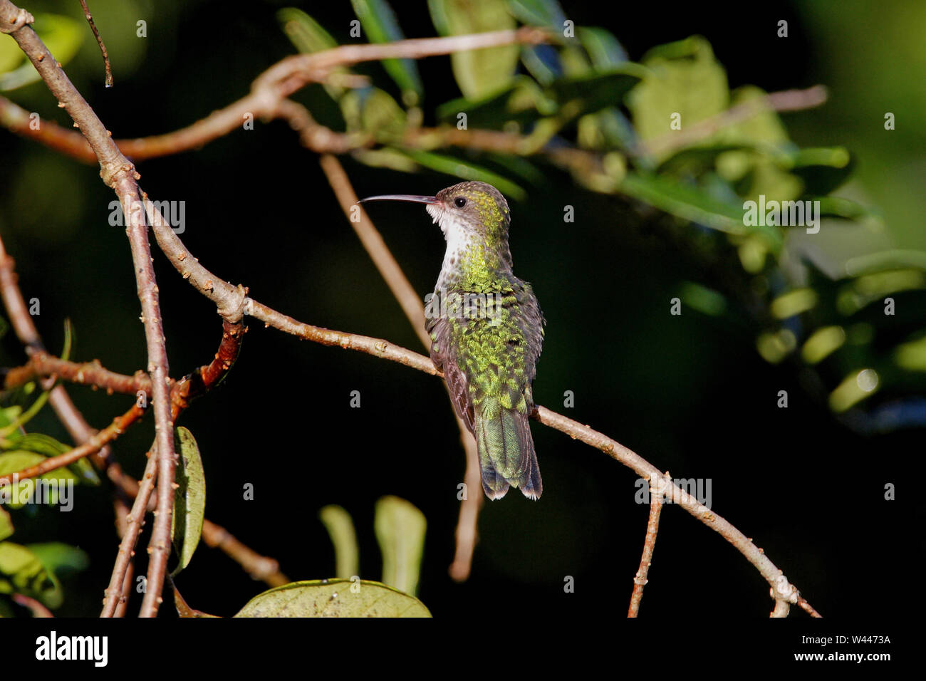 Red-billed Streamertail (Trochilus polytmus) adult female perched on ...
