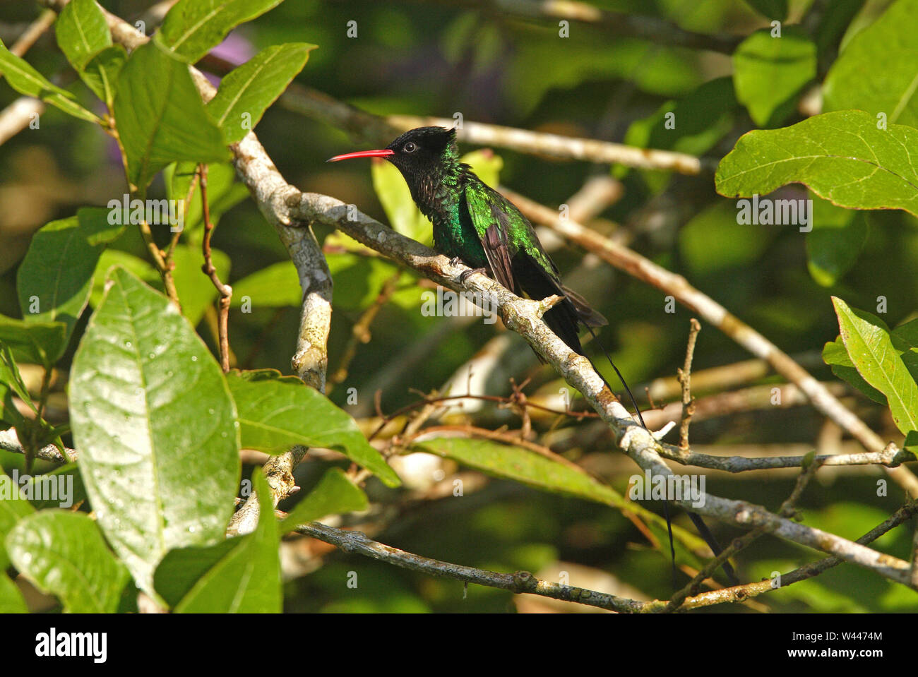 Jamaican doctor bird hi-res stock photography and images - Alamy