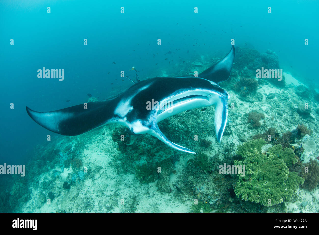 Resident manta rays, Manta alfredi, swim over a cleaning station in ...