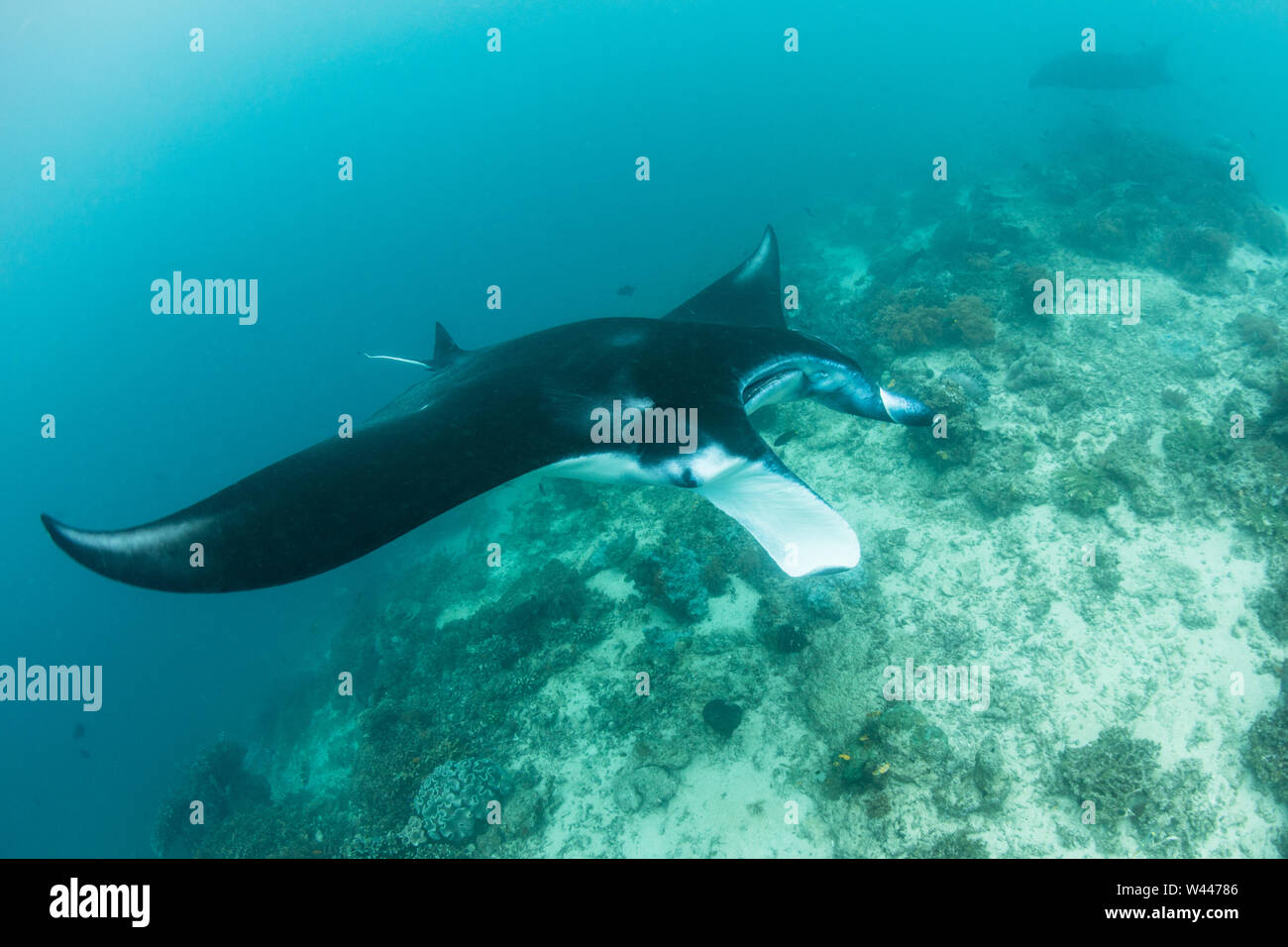 Reef cleaning stations hi-res stock photography and images - Alamy