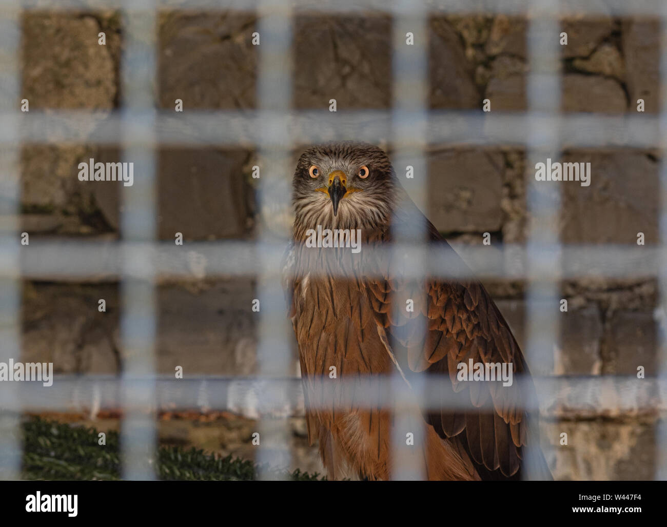 black kite in a cage in a center for birds of prey Stock Photo - Alamy