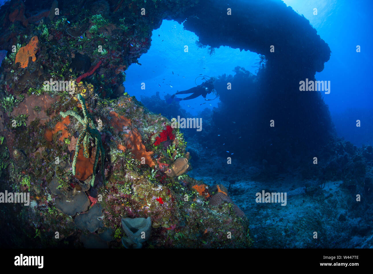 A scuba diver explores a submerged natural arch formed on a beautiful ...