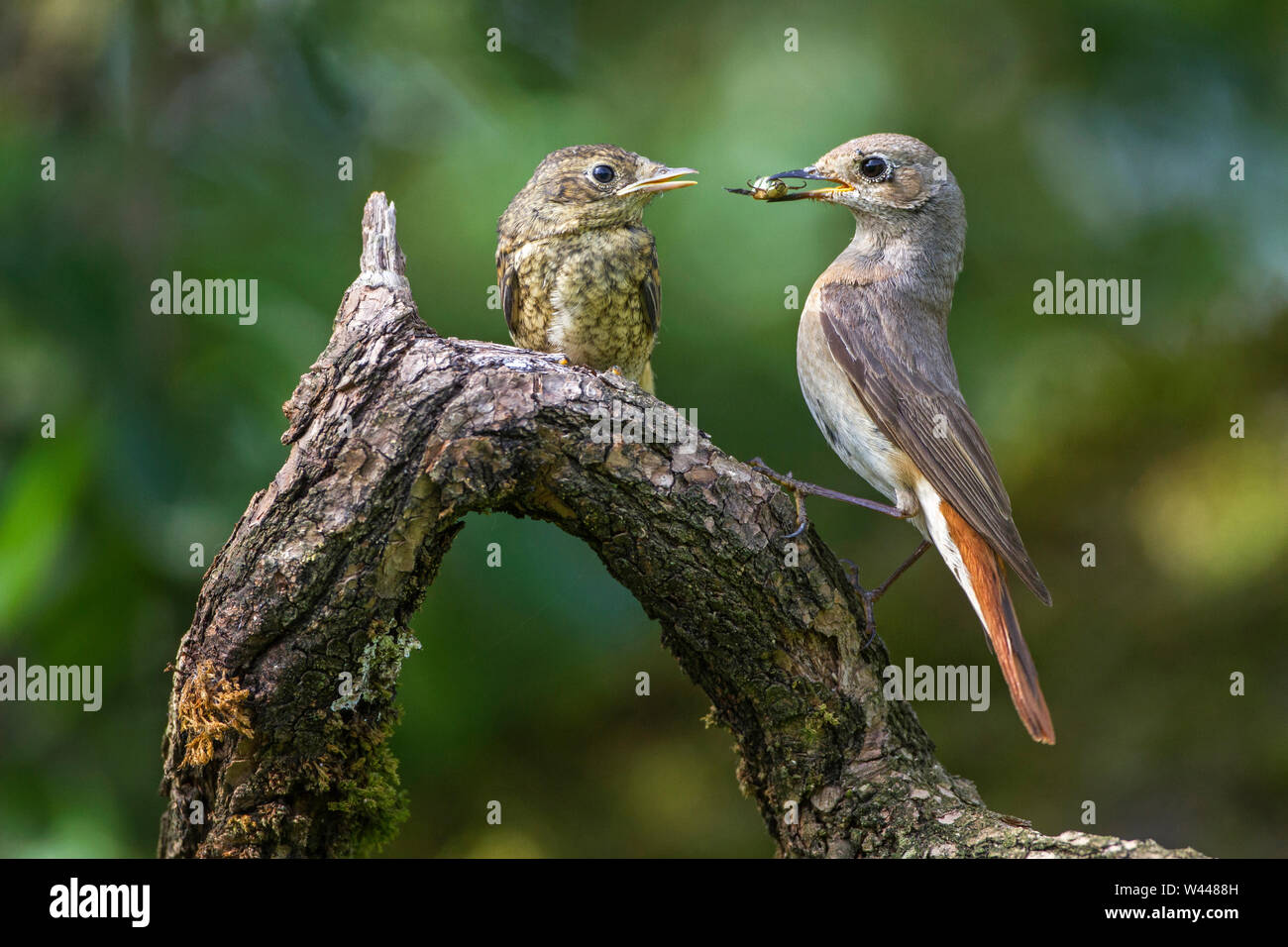 common redstart, Gartenrotschwanz (Phoenicurus phoenicurus) Weibchen ...