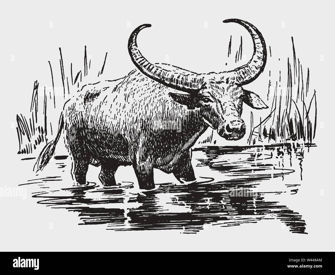 Endangered wild water buffalo (bubalus arnee) standing in a waterhole ...