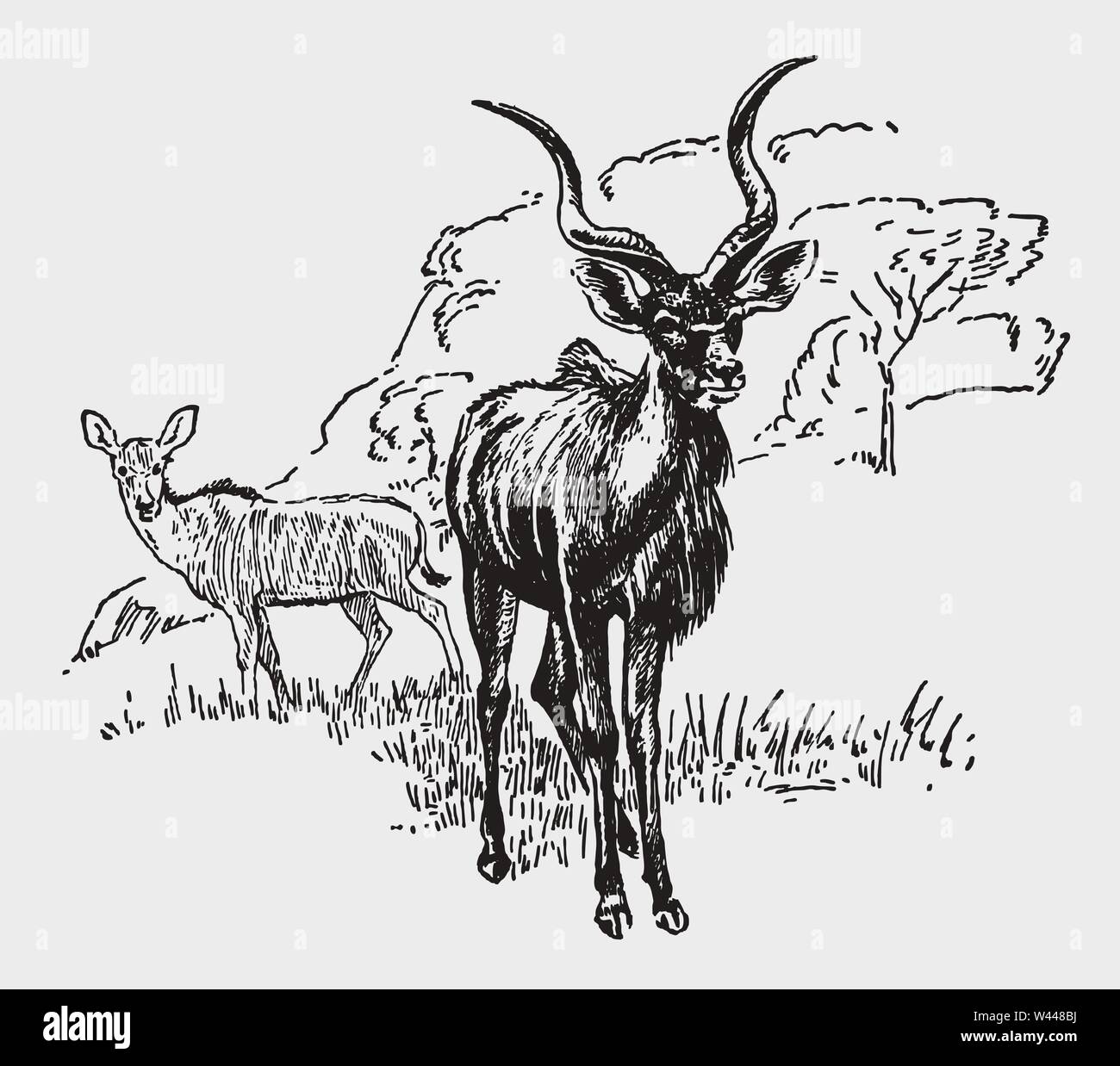 Female greater kudu Stock Vector Images - Alamy