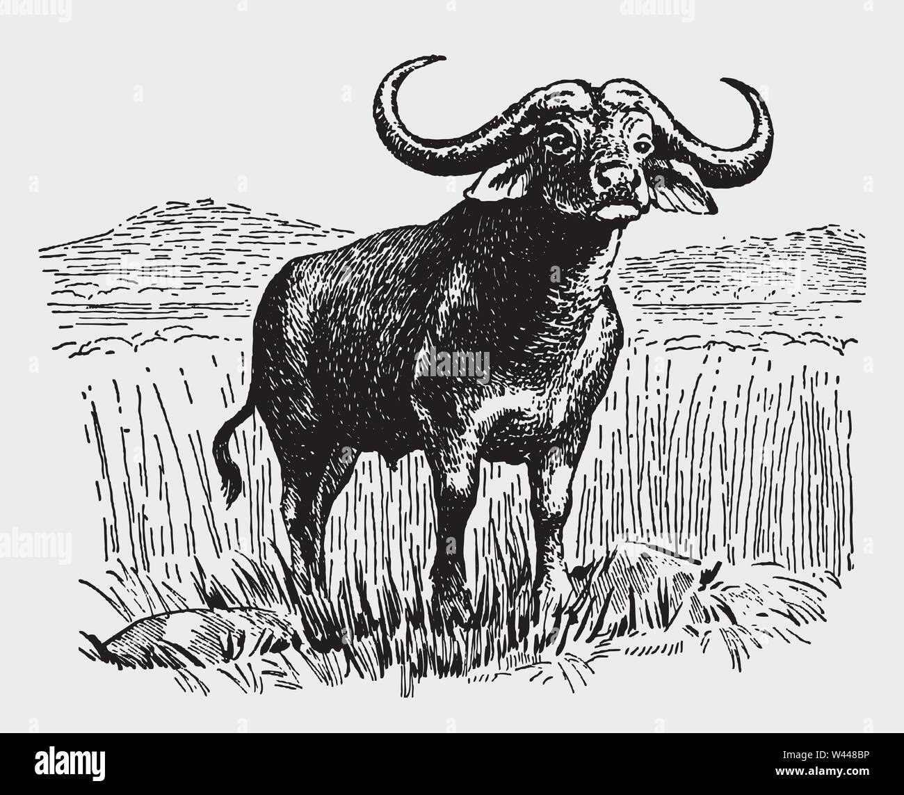 African buffalo syncerus Stock Vector Images - Alamy