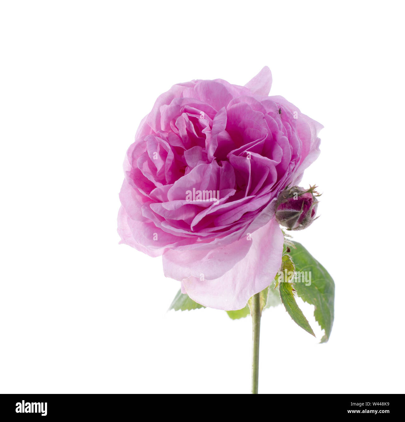 Gentle pink tea rose flower against white background Stock Photo - Alamy