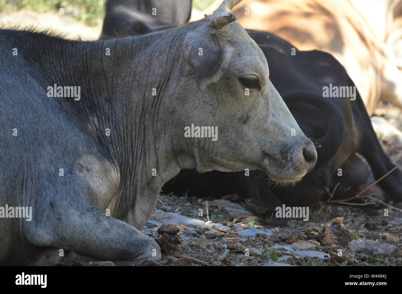 A cow in Nuratau mountains, central Uzbekistan Stock Photo - Alamy