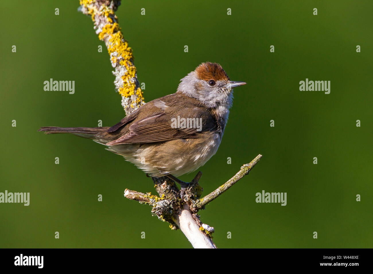 Sylvia atricapilla weiblich hi-res stock photography and images - Alamy