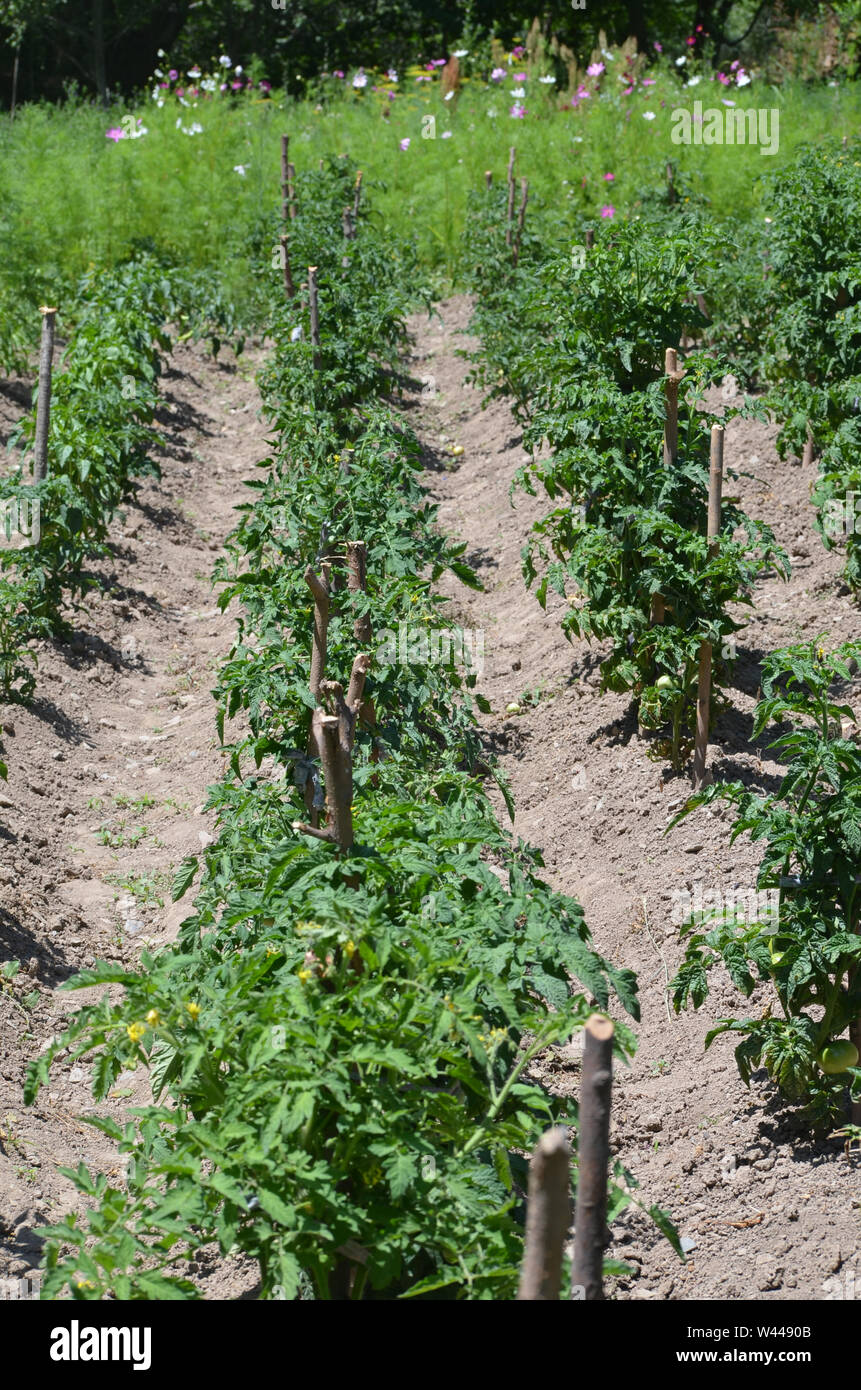 Uhum hi-res stock photography and images - Alamy