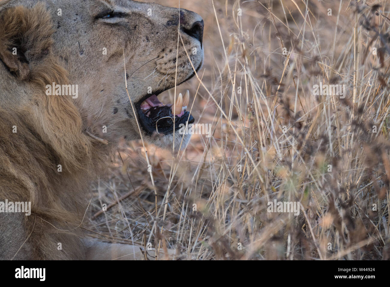 A lion yawning showing his two powerful canine teeth Stock Photo - Alamy