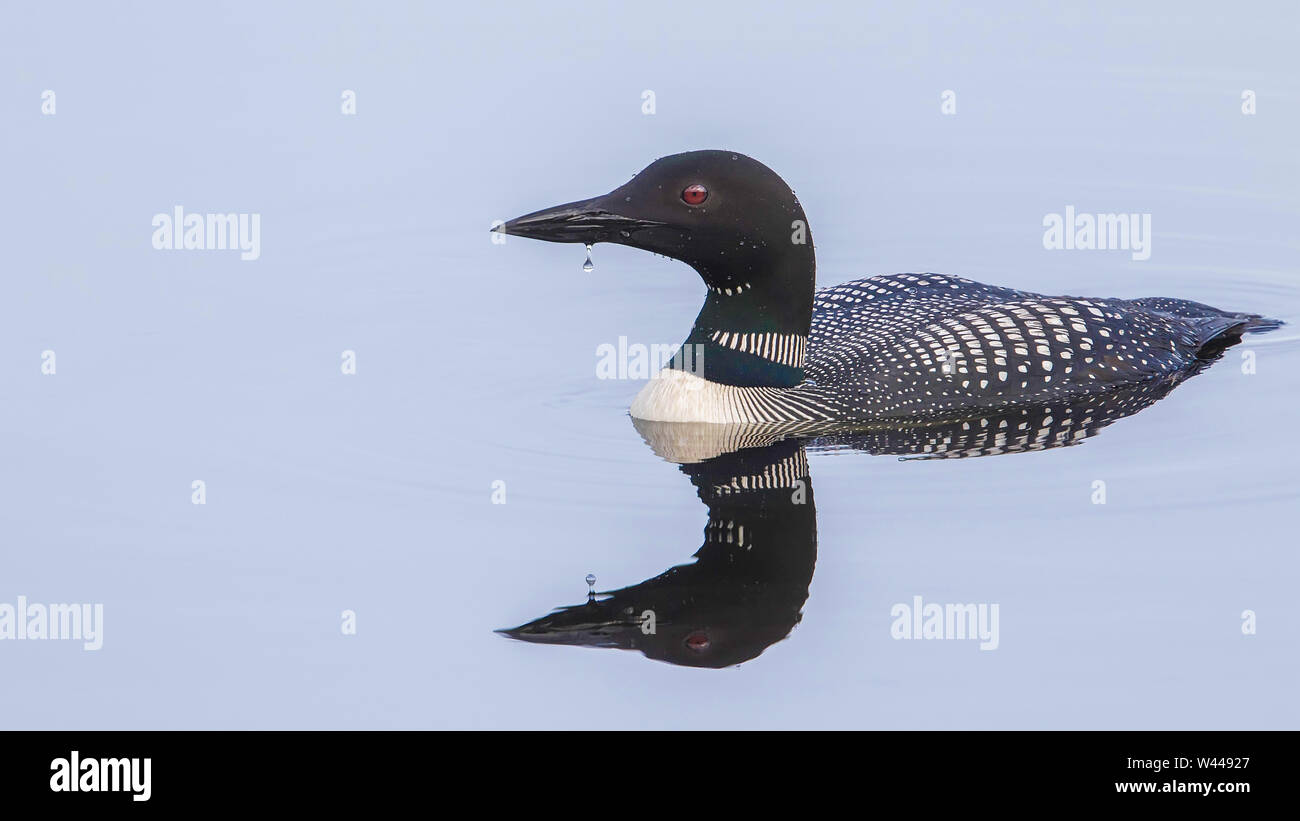 Common loon eating hi-res stock photography and images - Alamy