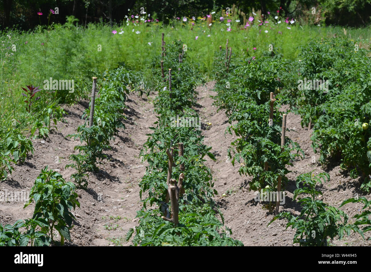 Uhum hi-res stock photography and images - Alamy