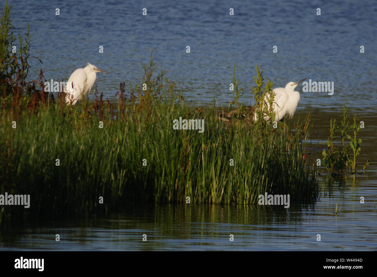 Pair of Little Egrets(Egretta garzetta) by the Waterside in the Golden ...