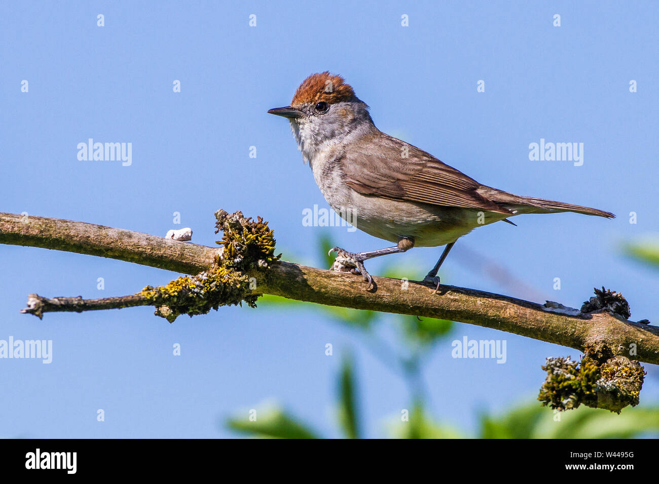 Sylvia atricapilla weiblich hi-res stock photography and images - Alamy