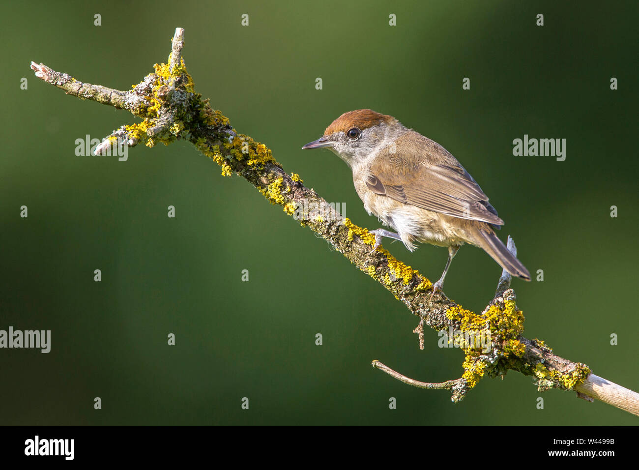 Sylvia atricapilla weiblich hi-res stock photography and images - Alamy
