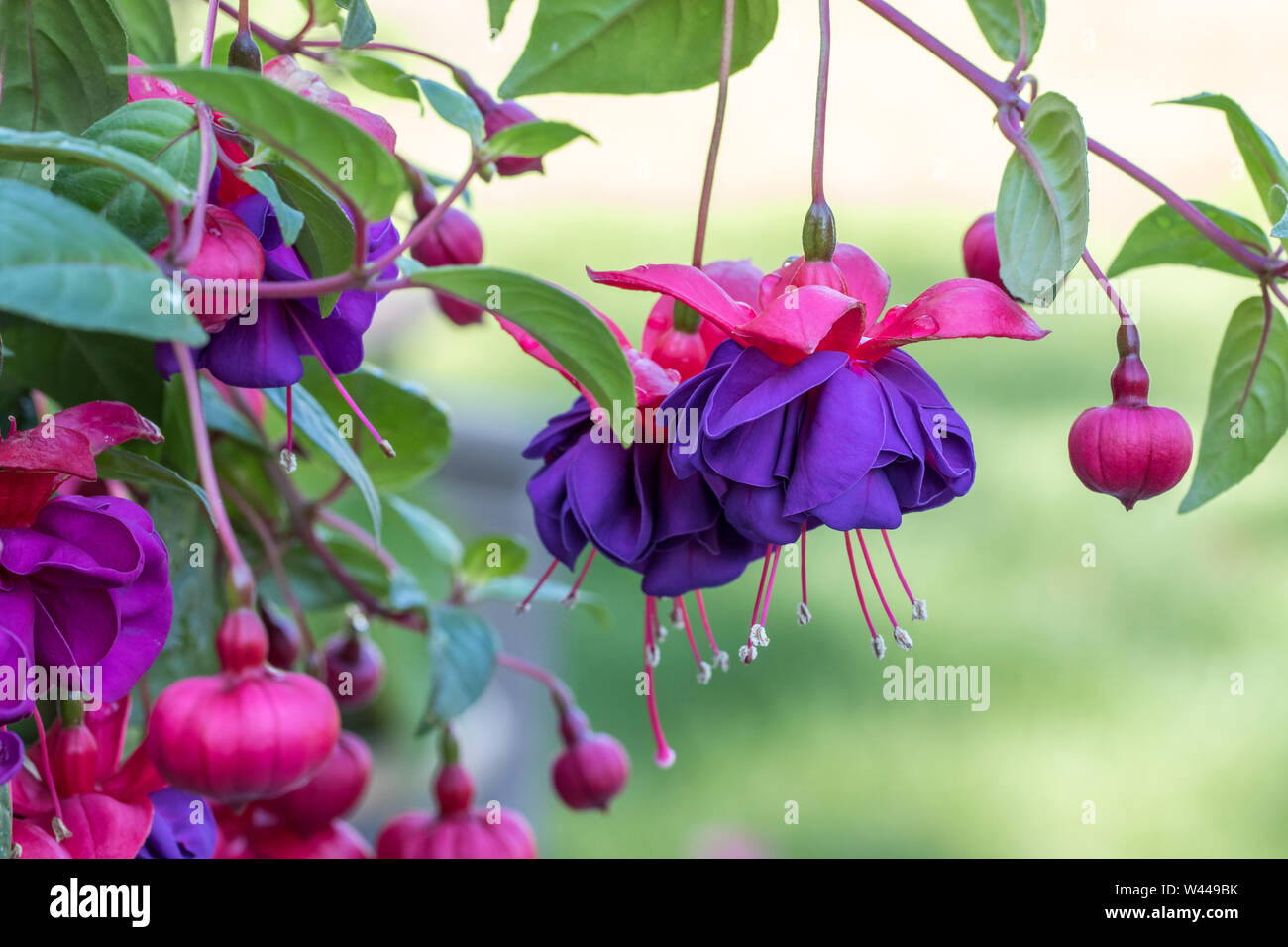 Fuchsia fuchsia triphylla hi-res stock photography and images - Alamy