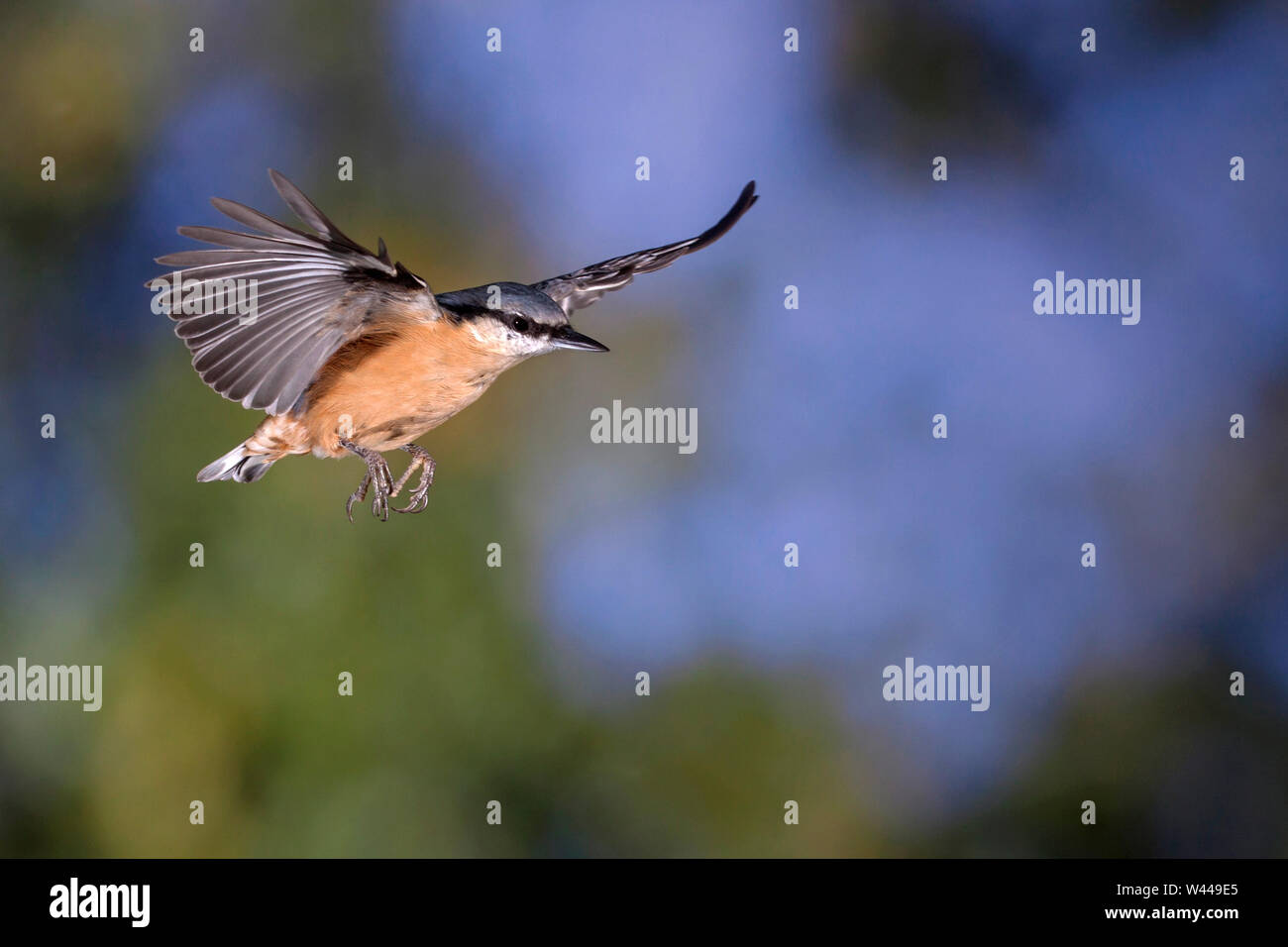 eurasian nuthatch, Kleiber (Sitta europaea Stock Photo - Alamy