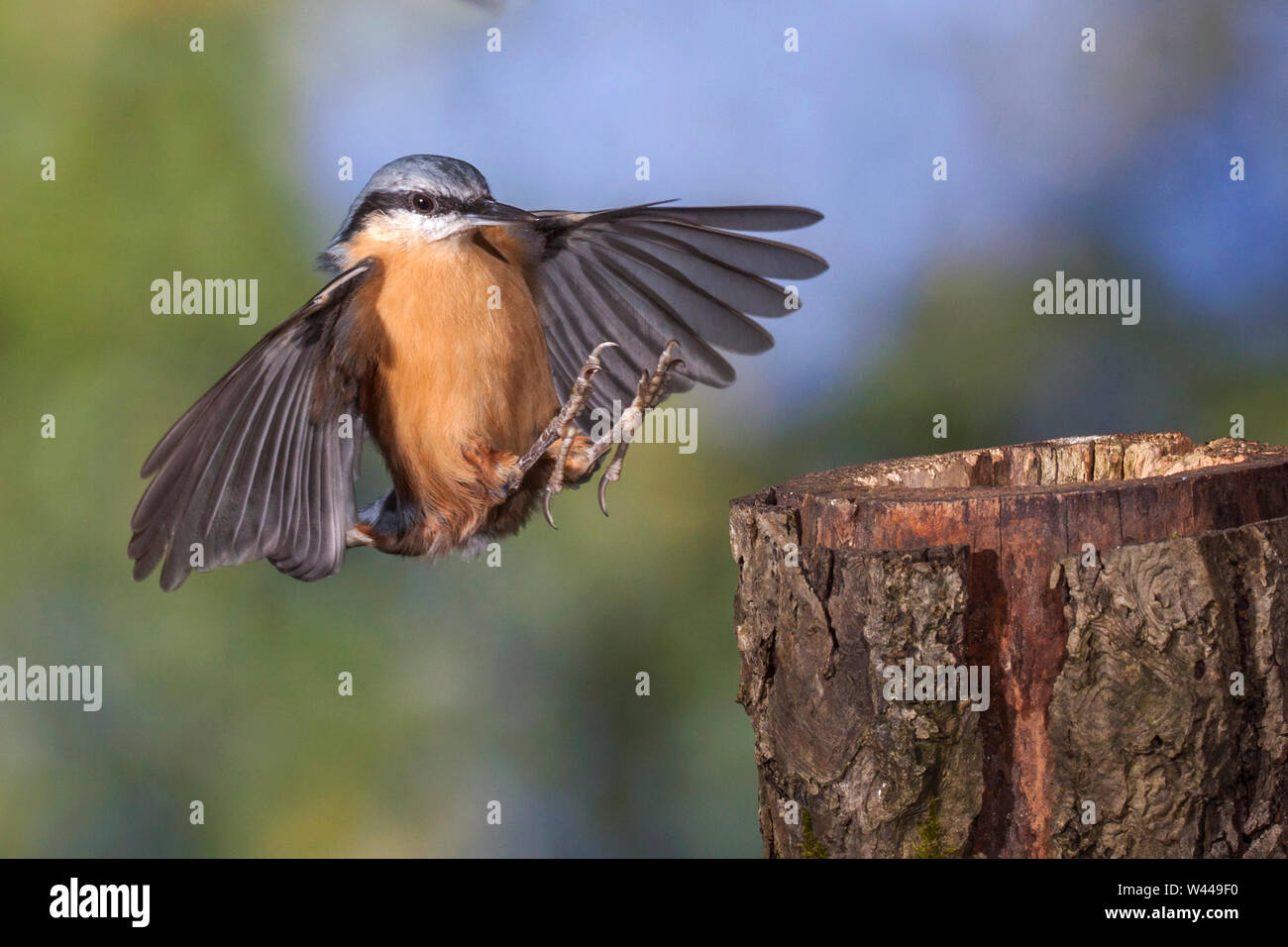 eurasian nuthatch, Kleiber (Sitta europaea Stock Photo - Alamy