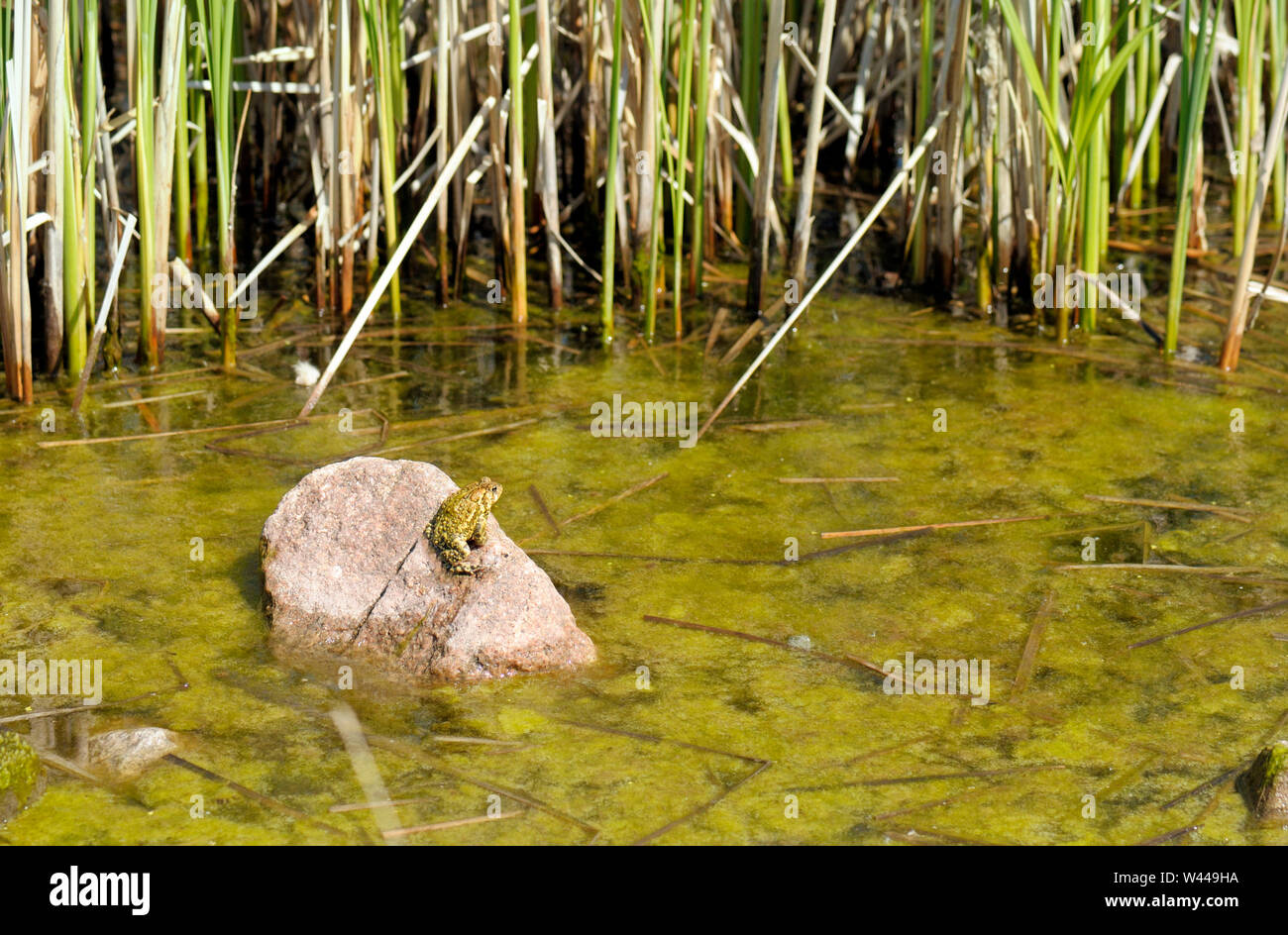 Eastern Green Toad High Resolution Stock Photography and Images - Alamy