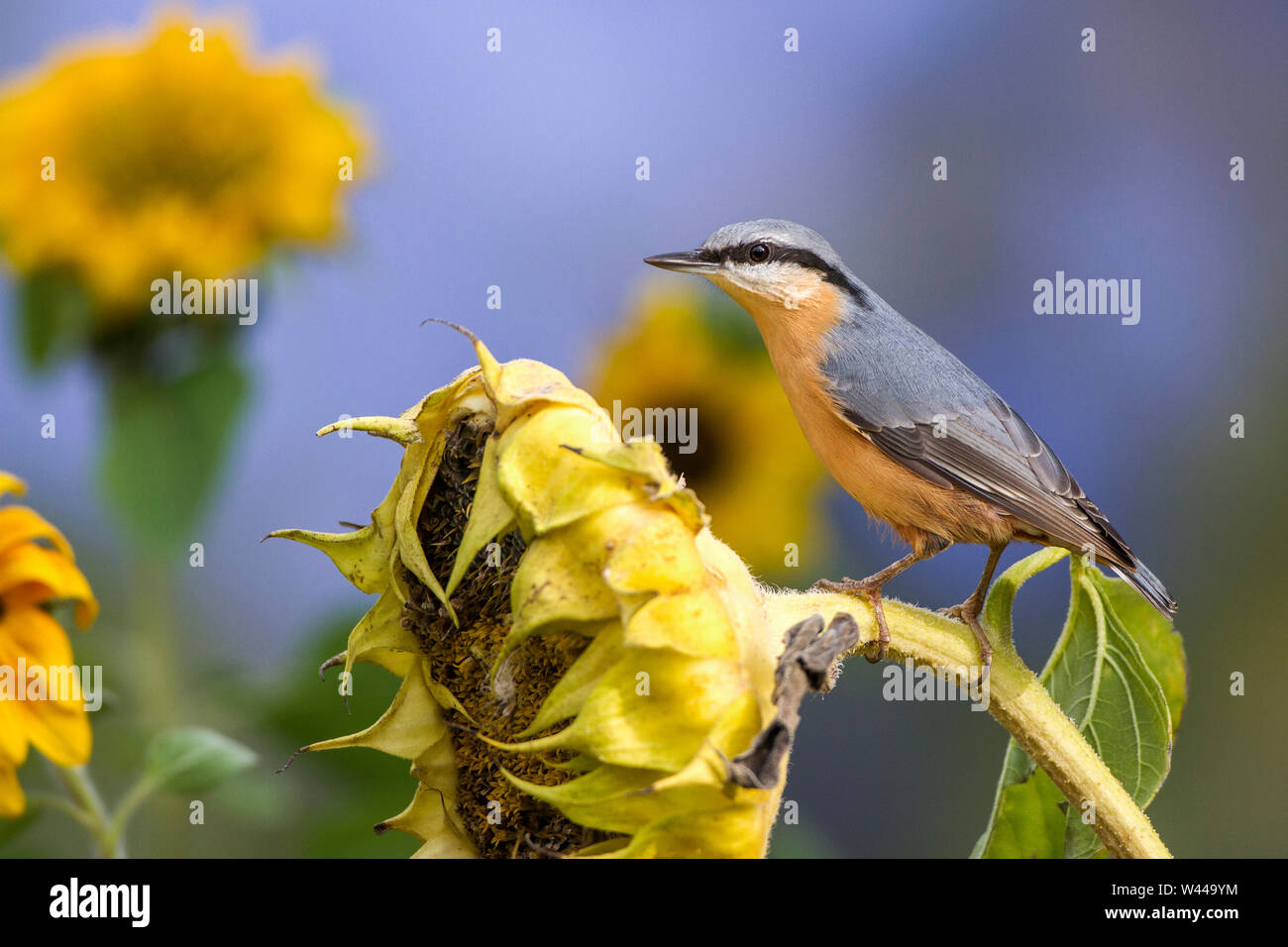 eurasian nuthatch, Kleiber (Sitta europaea Stock Photo - Alamy
