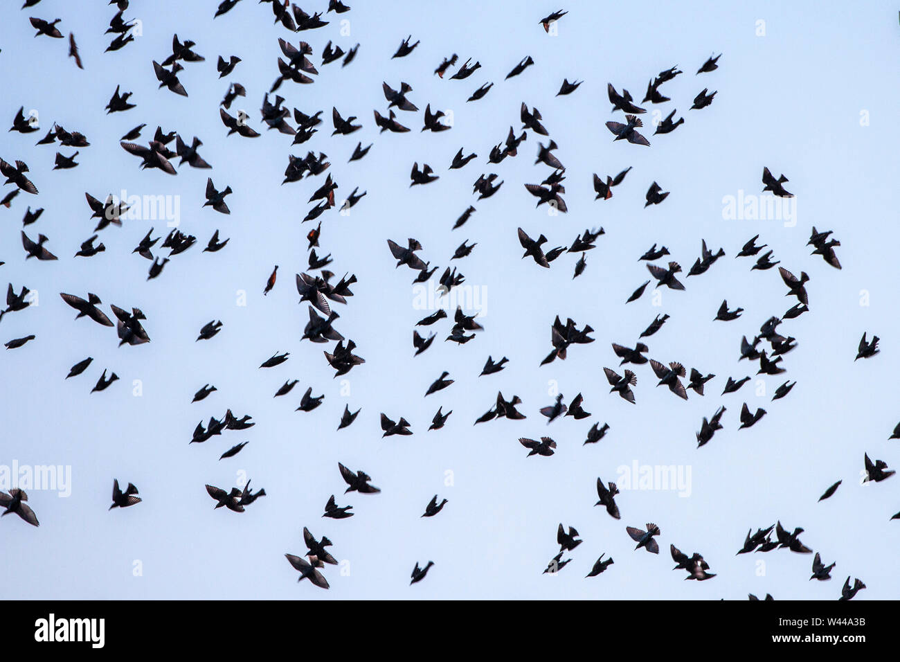 Common starling, European starling, Star (Sturnus vulgaris) Schwarm ...