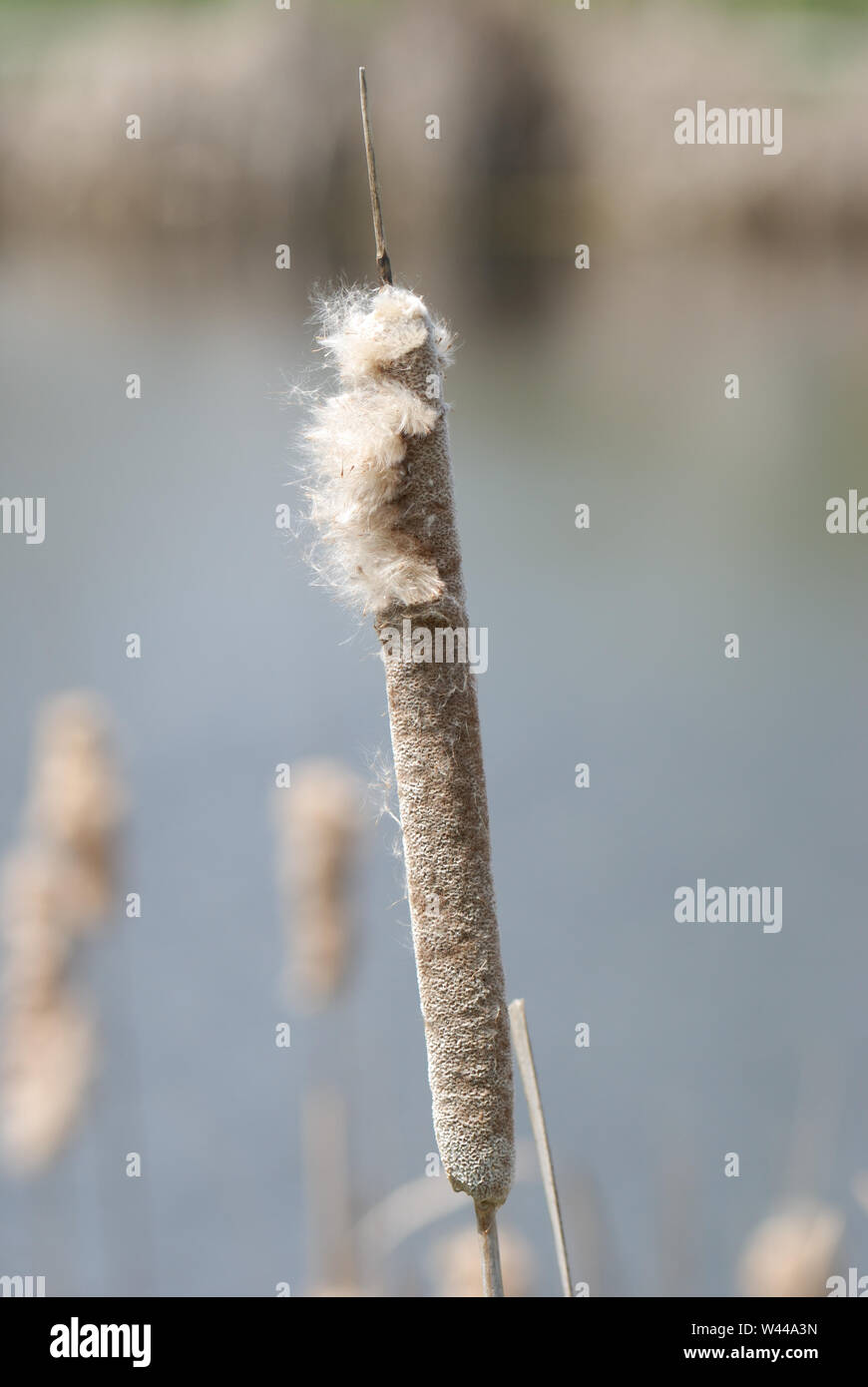 Brown burst hi-res stock photography and images - Alamy