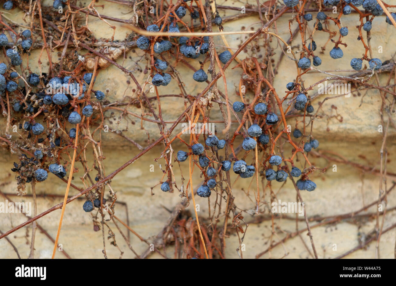 Trailing perennial vines hi-res stock photography and images - Alamy