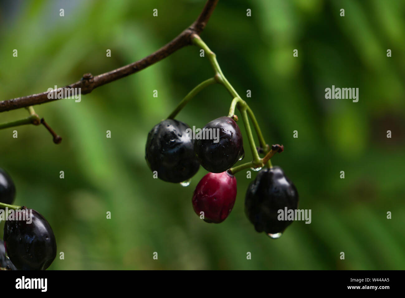 Jamun tree hi-res stock photography and images - Alamy