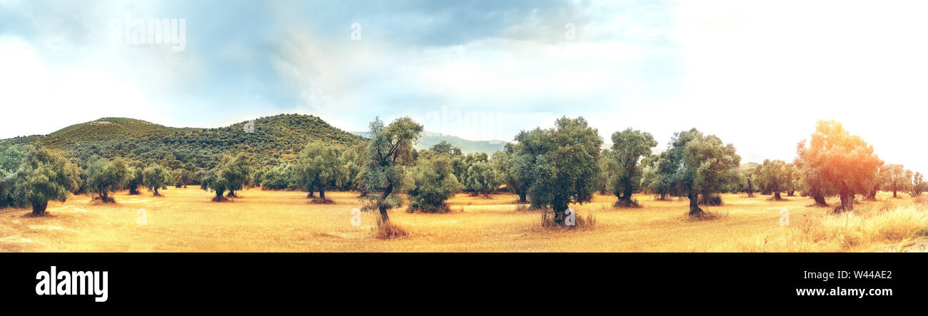 Panoramic landscape view of an Olive farm. Color Corrected version ...