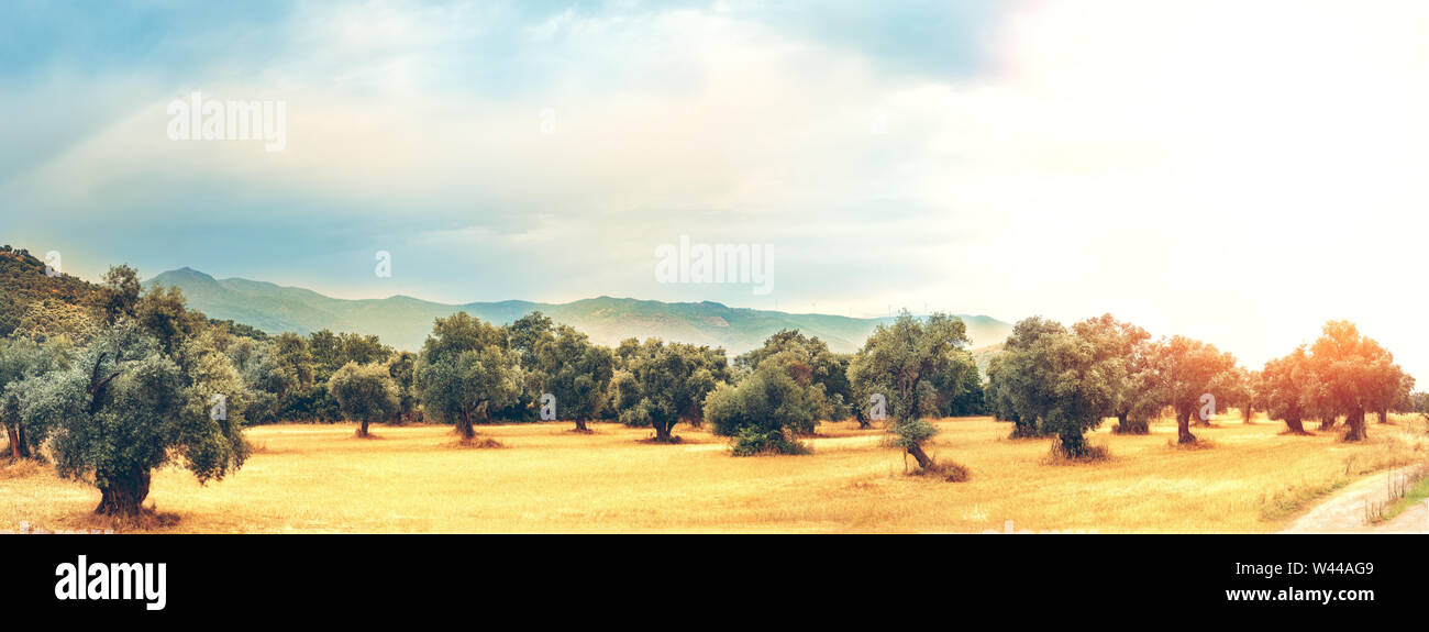 Panoramic landscape view of an Olive farm. Color Corrected version like ...