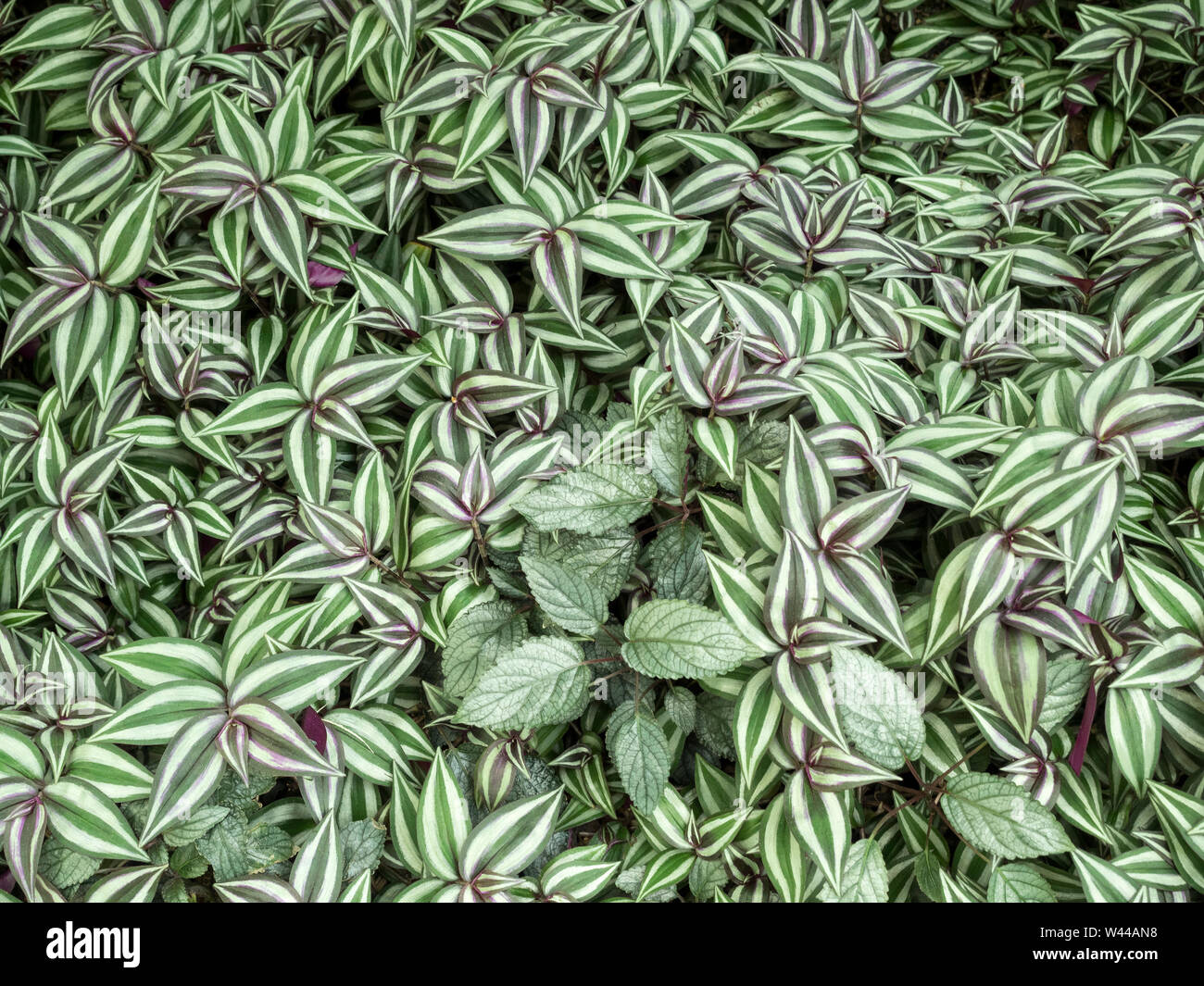 Striped stems hi-res stock photography and images - Alamy