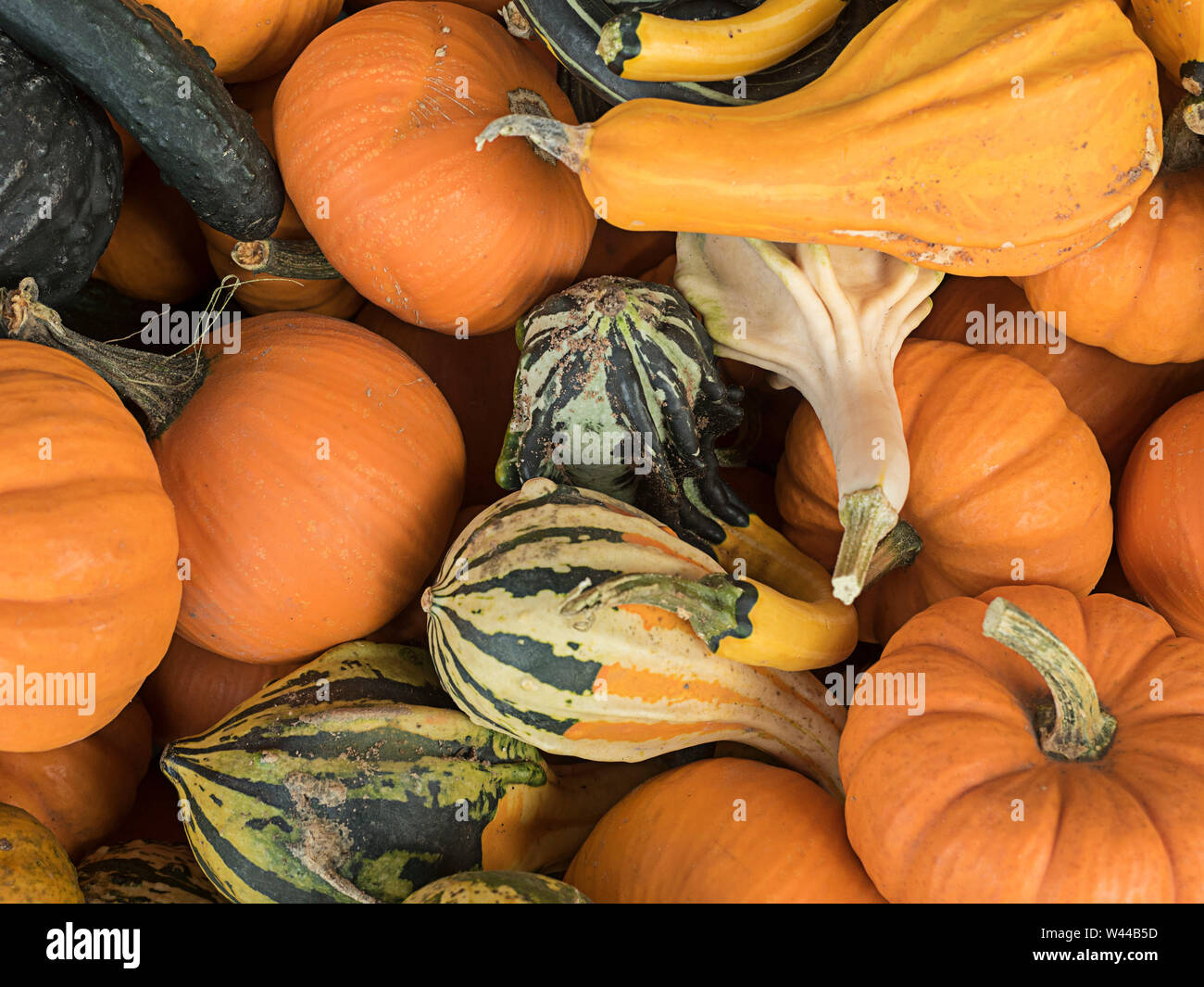 Variety Of Squash High Resolution Stock Photography and Images - Alamy