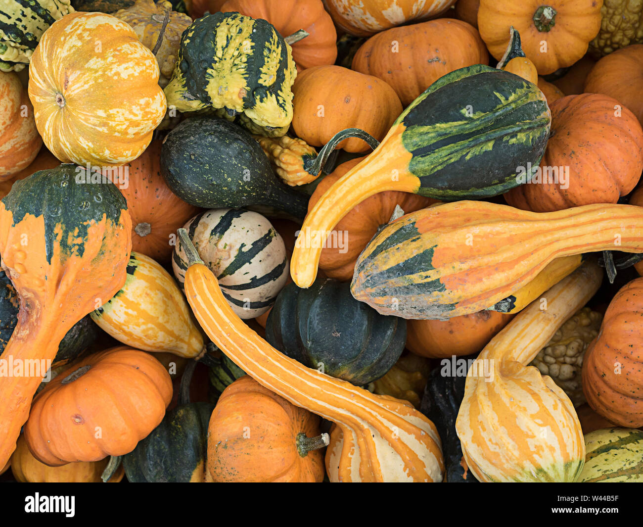 Assortment Of Squash High Resolution Stock Photography and Images - Alamy