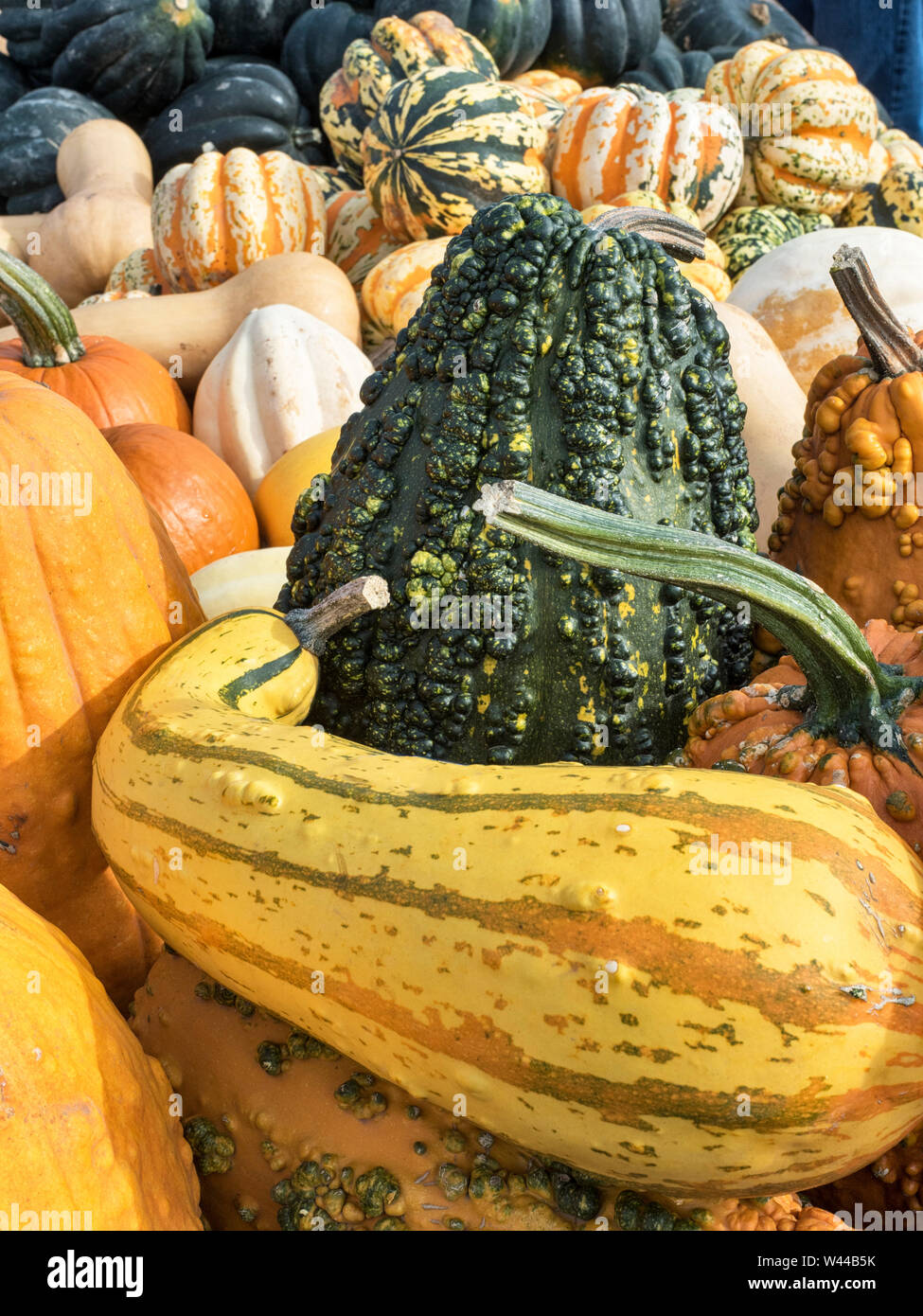 Assortment of squash hi-res stock photography and images - Alamy