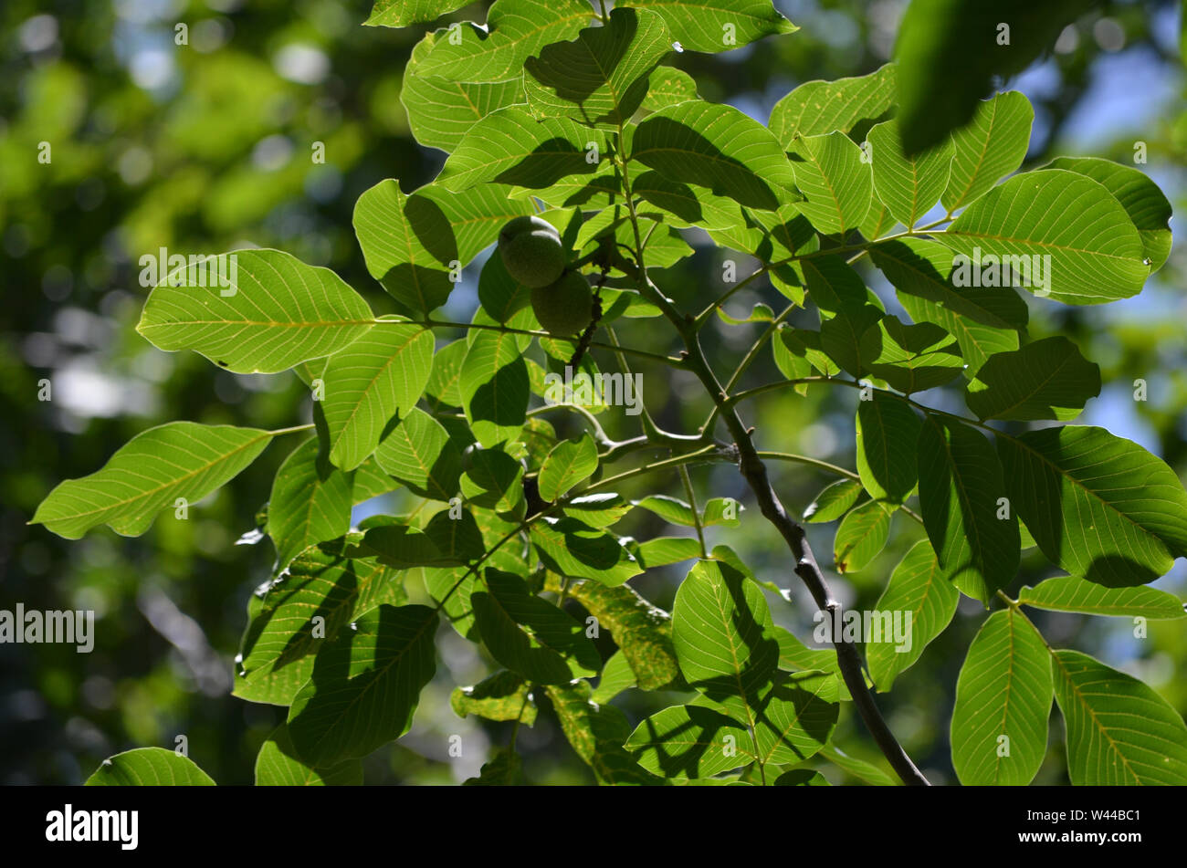 Walnut tree leaves in the Nuratau mountains, Uzbekistan Stock Photo - Alamy