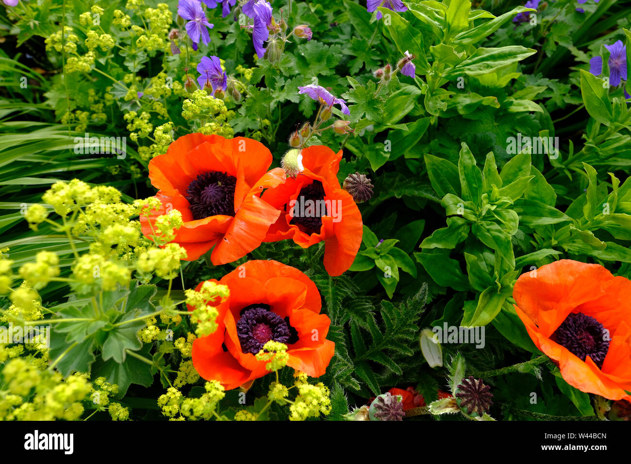 Wild Poppy flowers in the herbaceous border of an English cottage ...