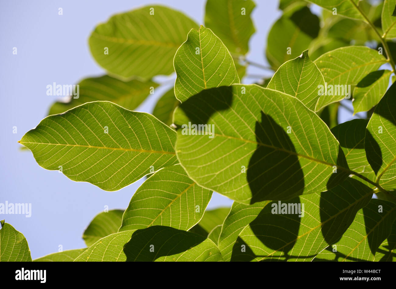 Walnut tree varieties hi-res stock photography and images - Alamy