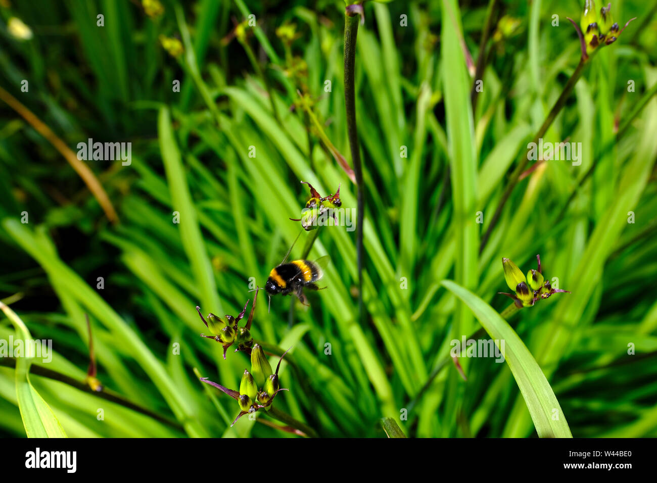 A bumblebee feeding on the forming flowers in the tall grass of a clump ...