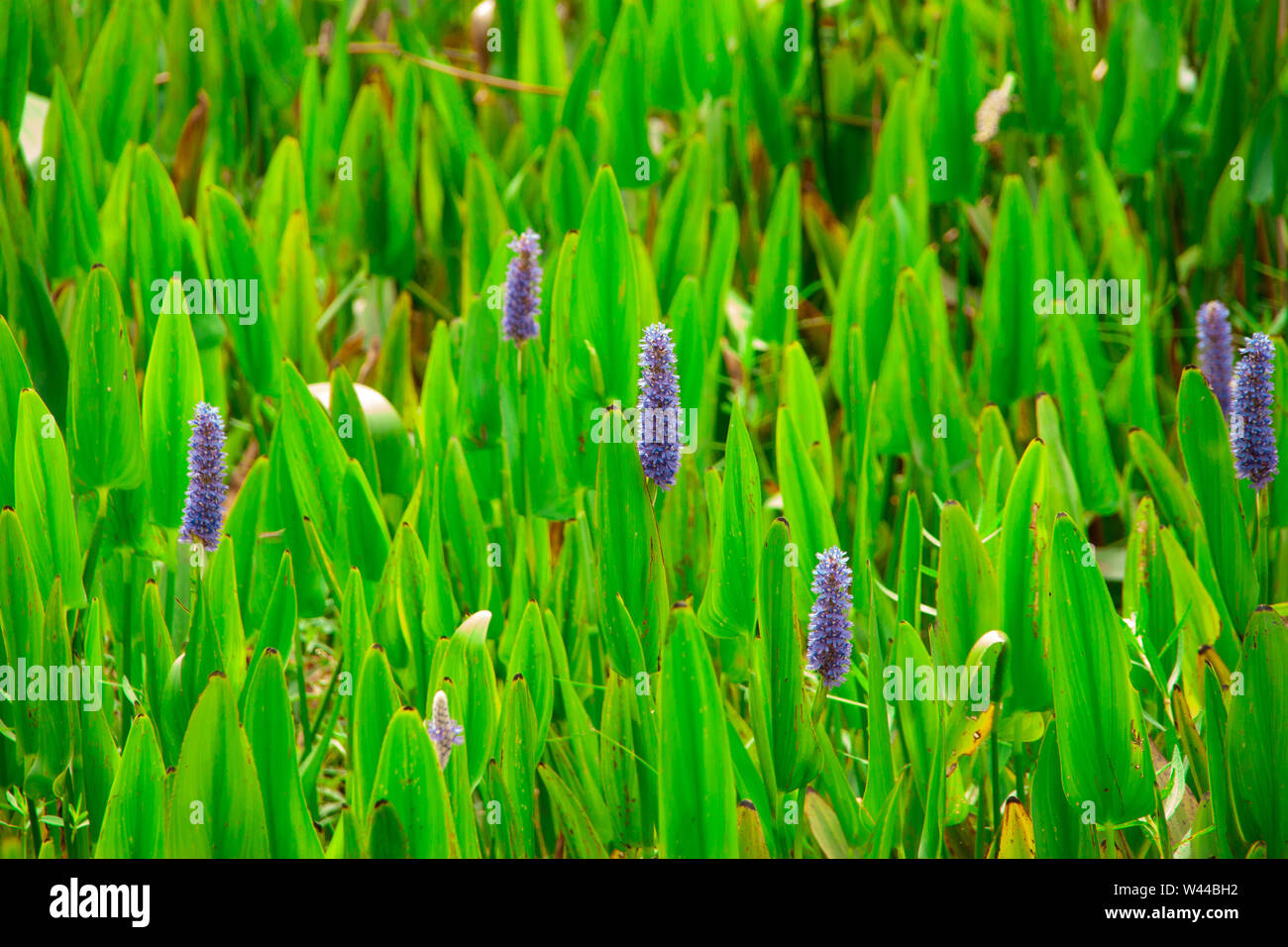 Pickerelweed hi-res stock photography and images - Alamy