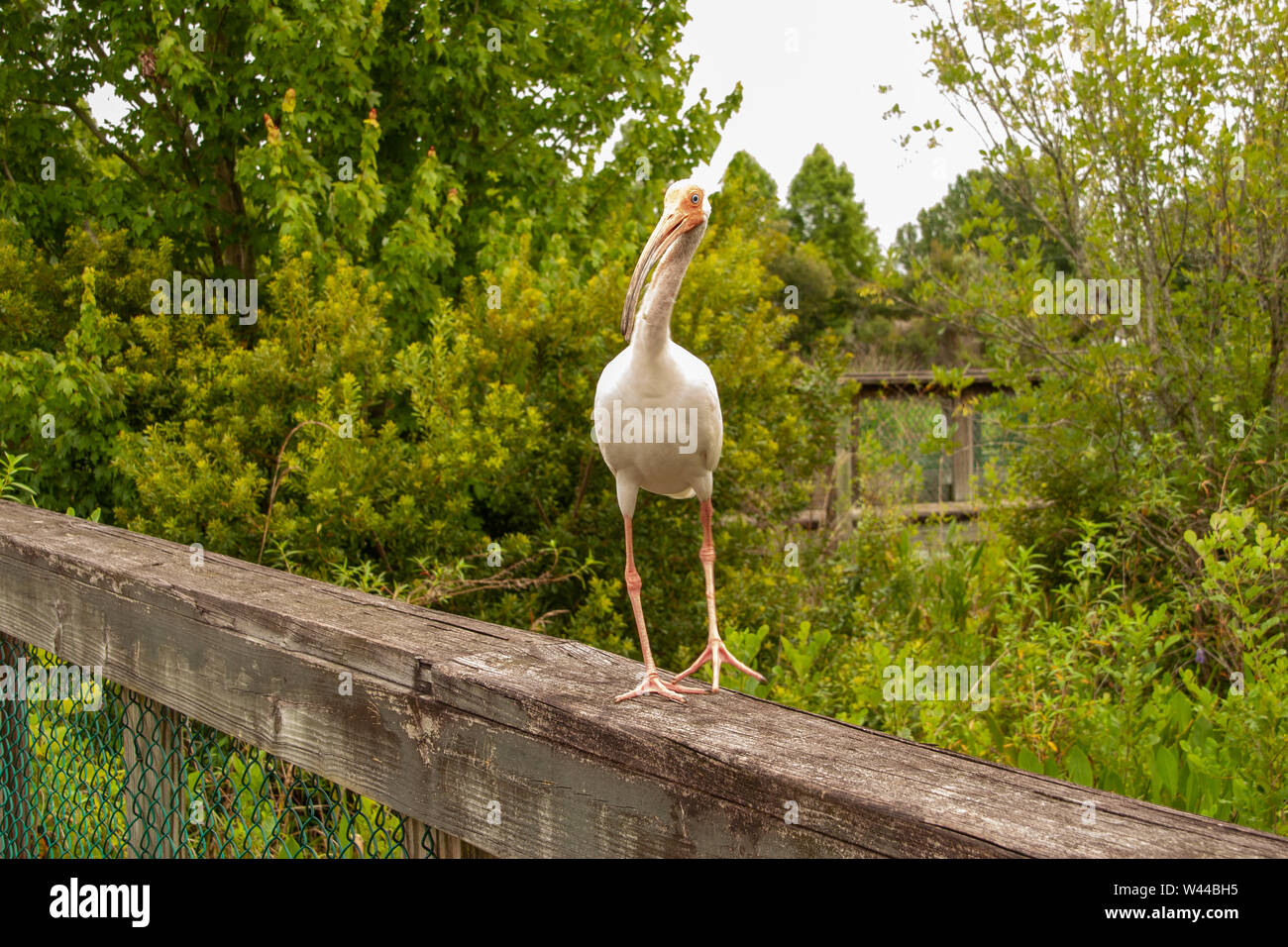 Ibis dancing on dock Stock Photo - Alamy