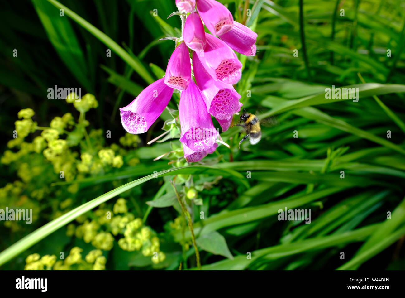 The common Foxglove flower growing in an English cottage garden being ...