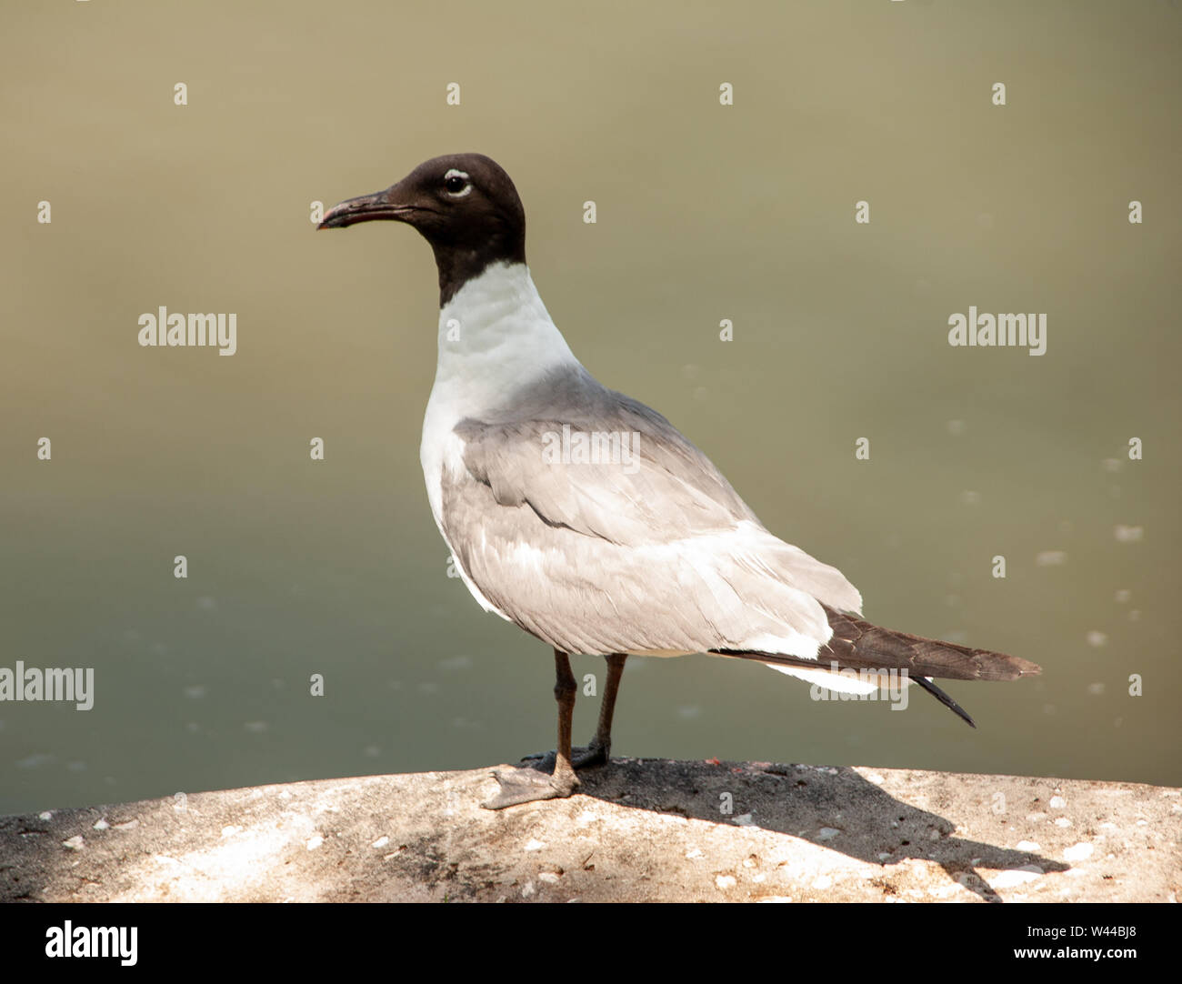 Laughing gull profile Stock Photo - Alamy