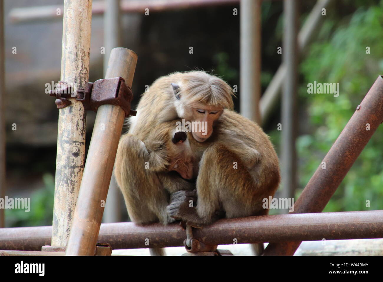 Primate napping hi-res stock photography and images - Alamy