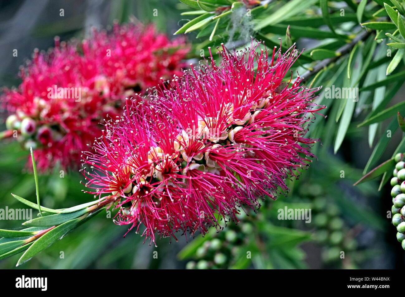 Myrtle family hi-res stock photography and images - Alamy
