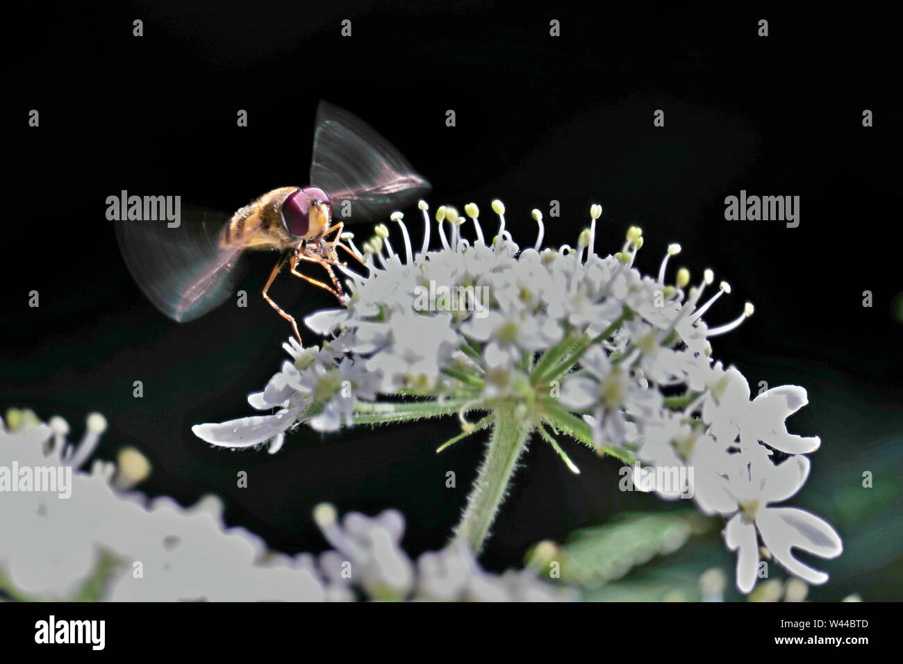 Hovering Insect High Resolution Stock Photography and Images - Alamy