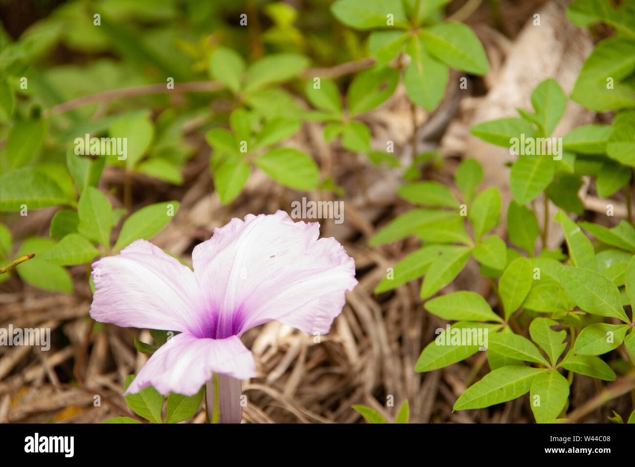 Purple swamp flower Stock Photo - Alamy