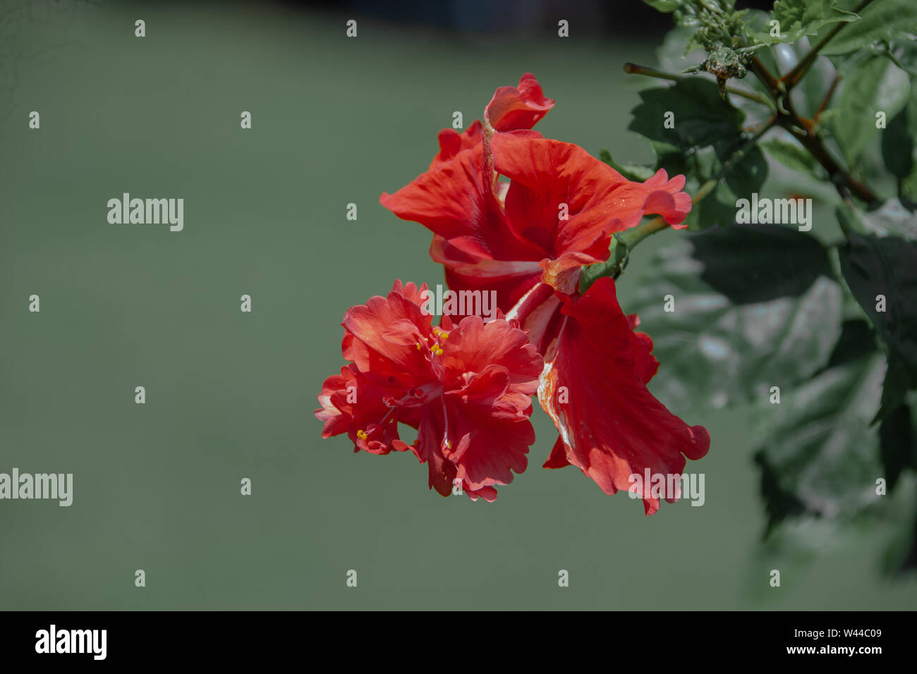 Double bloom red hibiscus flower hi-res stock photography and images ...