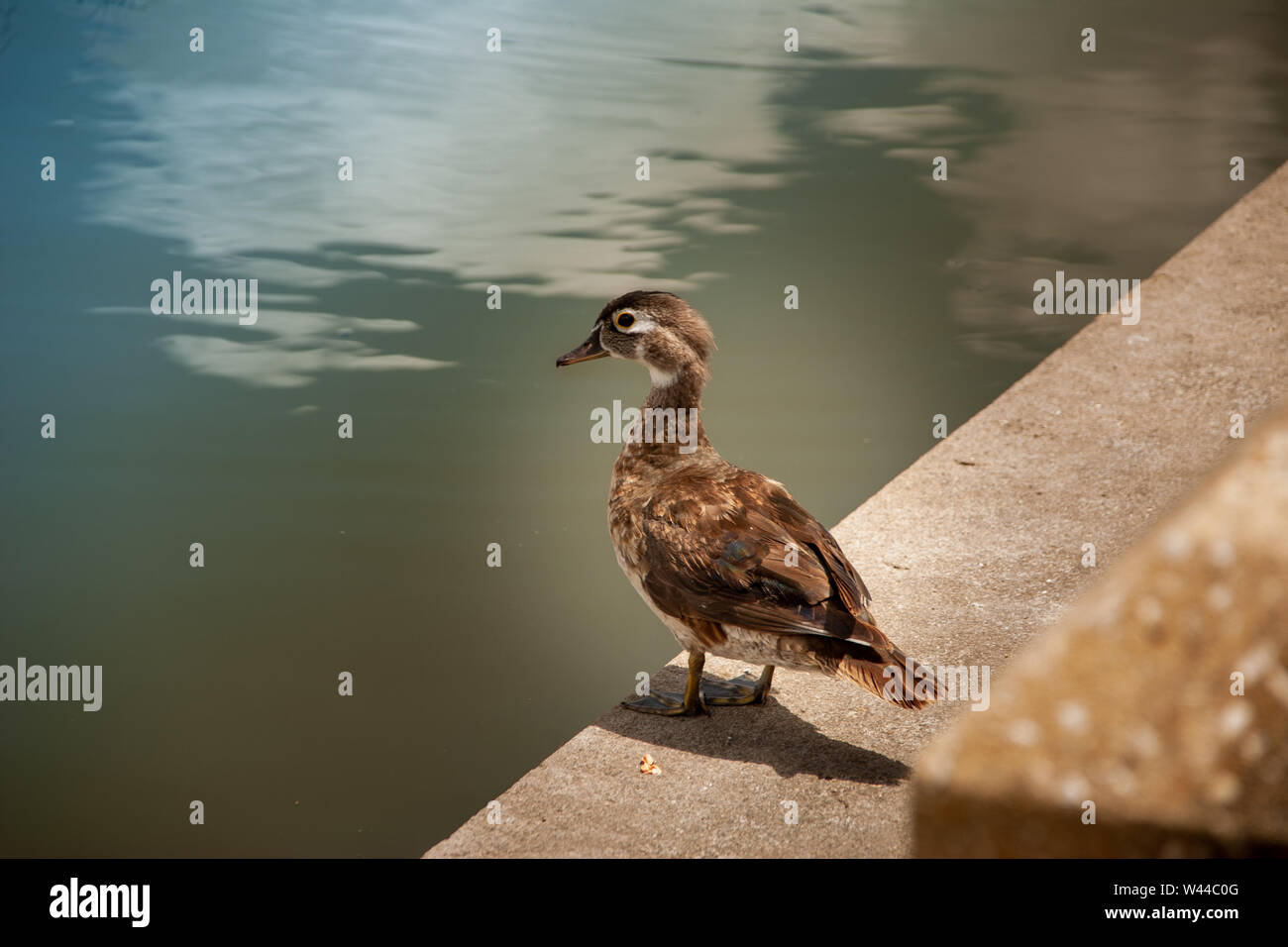 Duck profile photo hi-res stock photography and images - Alamy